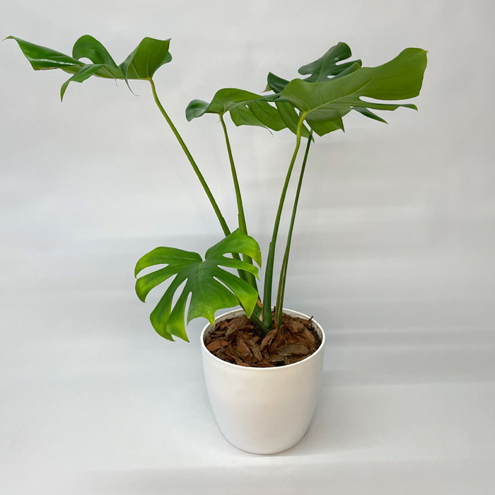 Plantas – Flores Adry